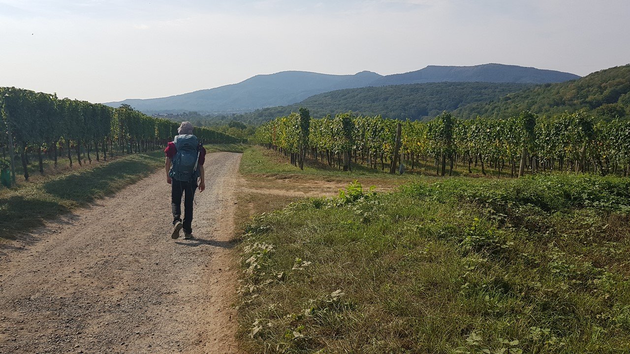 Tel est le chemin ... de Molshein au Mont-Saint-Odile